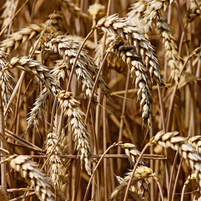 Beperkte invoer van graanproducten uit Oekraïne: mogelijke remedies ...